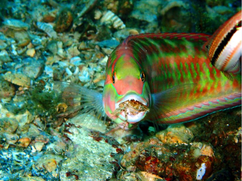 Slippery Dick Wrasse Slippery Dick Wrasse
