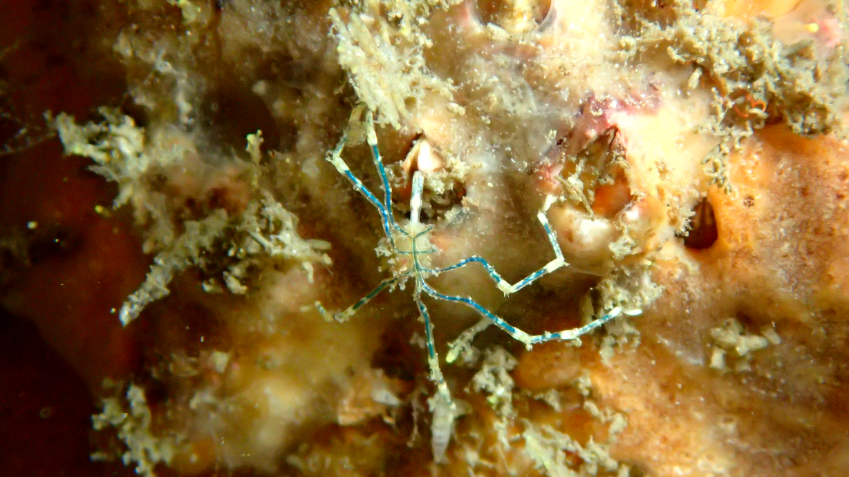 Caribbean Sea Spider - Wild Boyz Photography