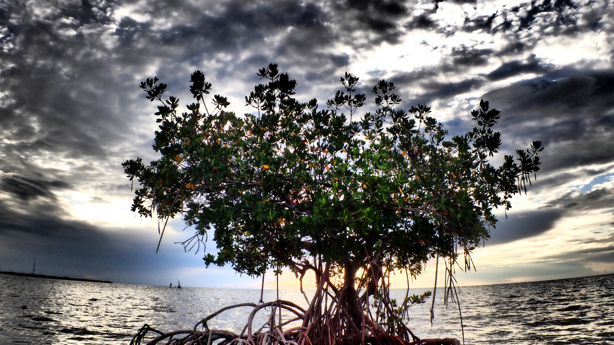Mangrove Sunrise