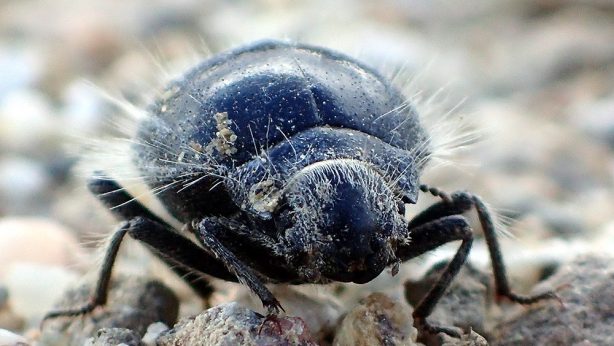 Black Rain Beetle