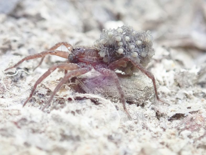 Wolf Spider in Indiana - Wild Boyz Photography