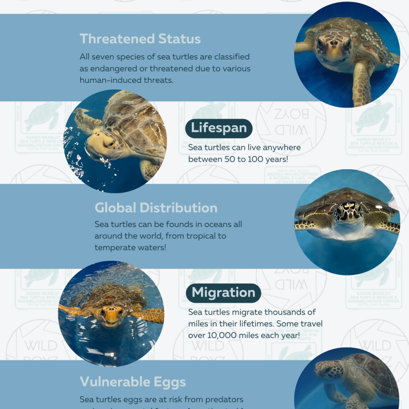 Green Sea Turtle Infographic - Wild Boyz Photography