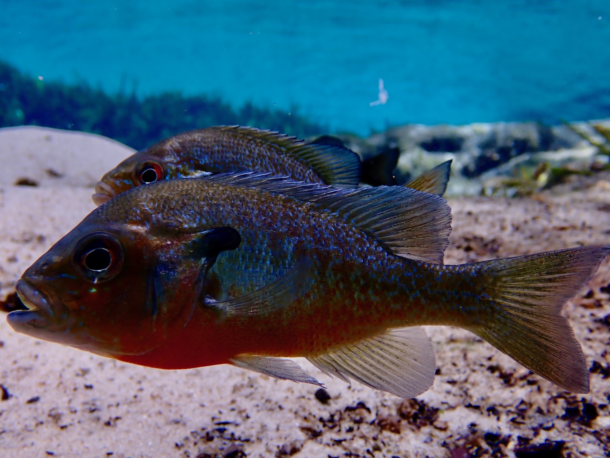 Redbreast Sunfish