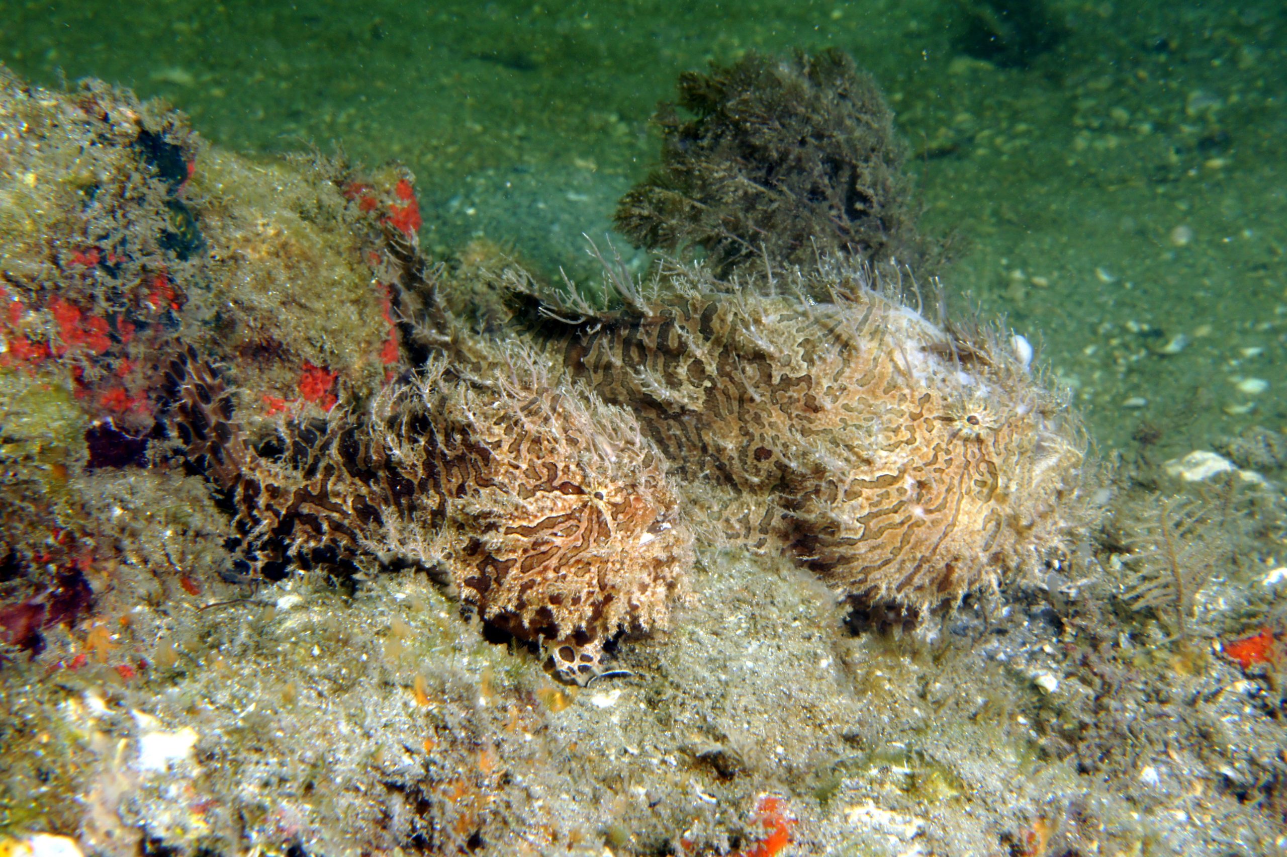 Striated Frogfish