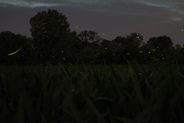 Firefly