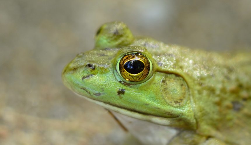 American Bullfrog