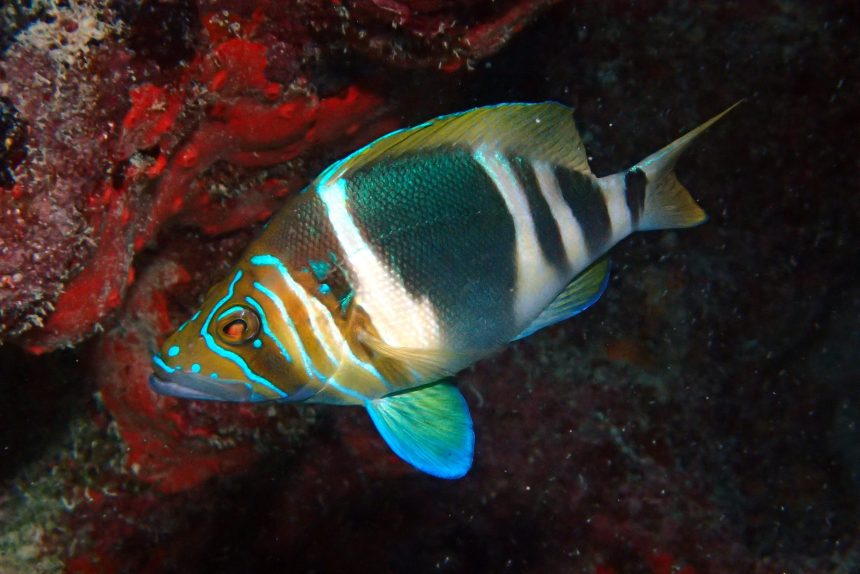 Barred Hamlet
