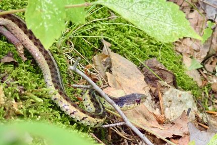 Common Garter Snake