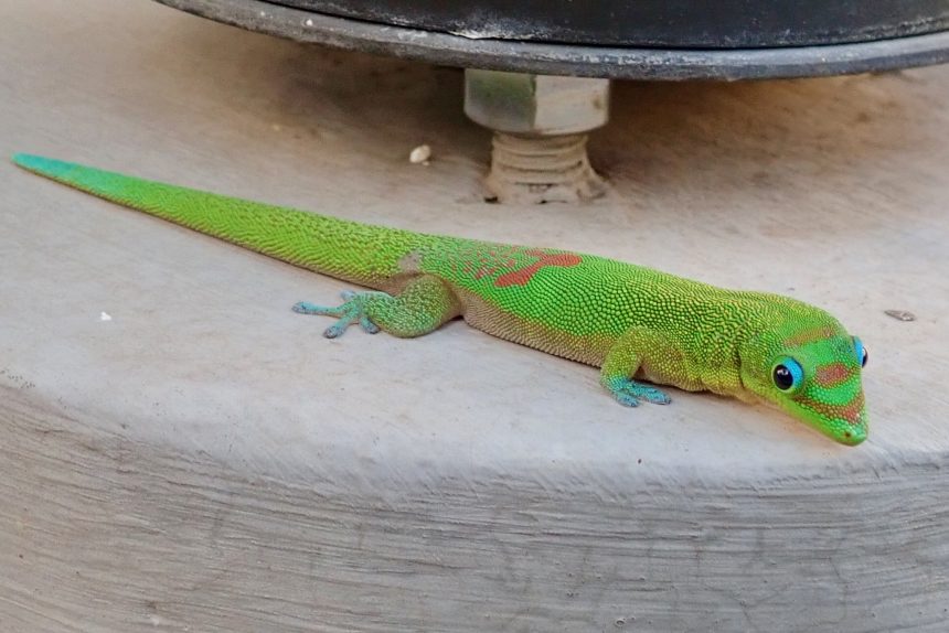 Gold Dust Day Gecko