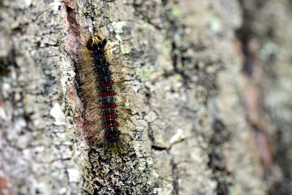 Gypsy Moth Caterpillar