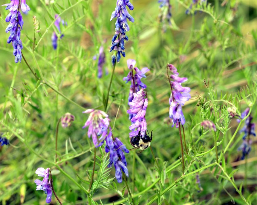 Hairy Vetch