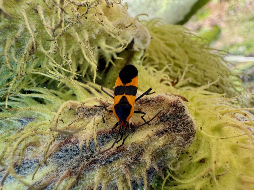 Large Milkweed Bug
