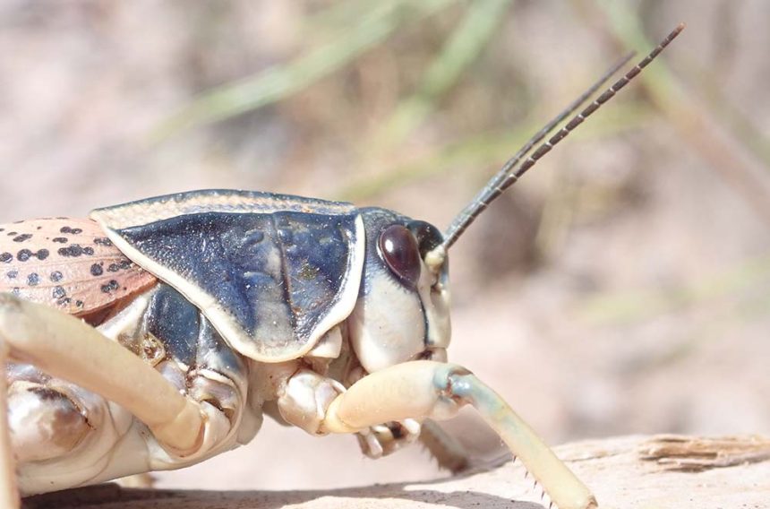 Eastern Lubber Grasshopper Nymph