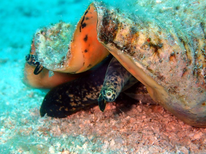 Queen Conch