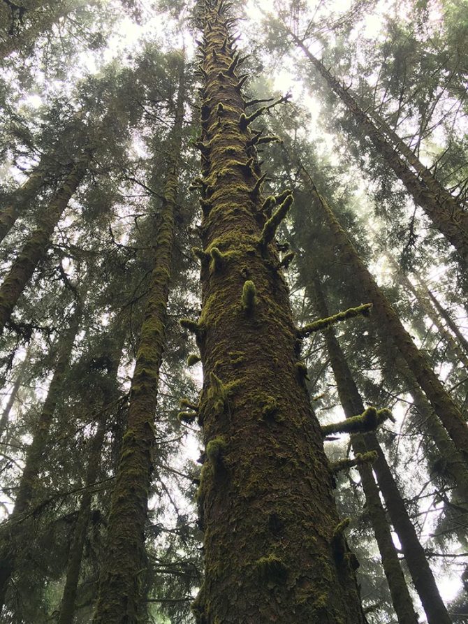 Sitka Spruce
